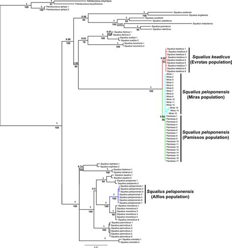 phylogenetic tree based on the mt cyb gene bootstrap values for ml