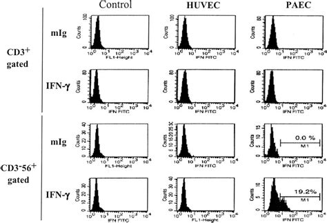 Interferon Ifn γ Production Determined By Intracellular Flow