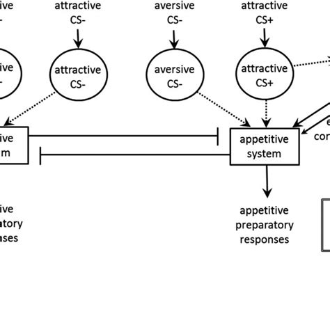 The Opponent Process Model For Counterconditioning Modified From