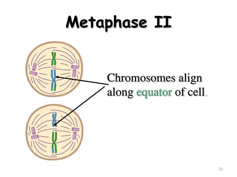 Ppt Meiosis Formation Of Gametes Eggs And Sperm Powerpoint