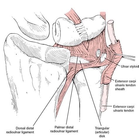 Forearm Fracture Dislocations Galeazzi And Monteggia Clinical Tree