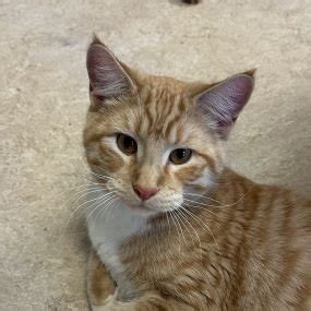 Meet Our Cats — Regal Cat Cafe