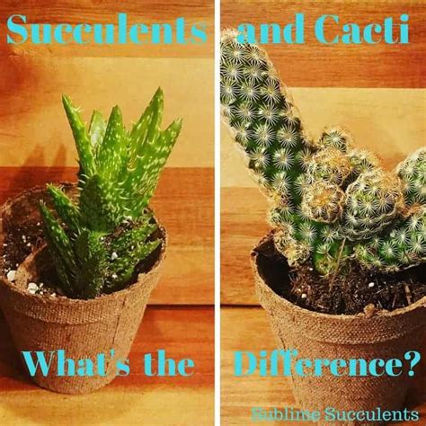 What S The Difference Between Succulents Cactuses