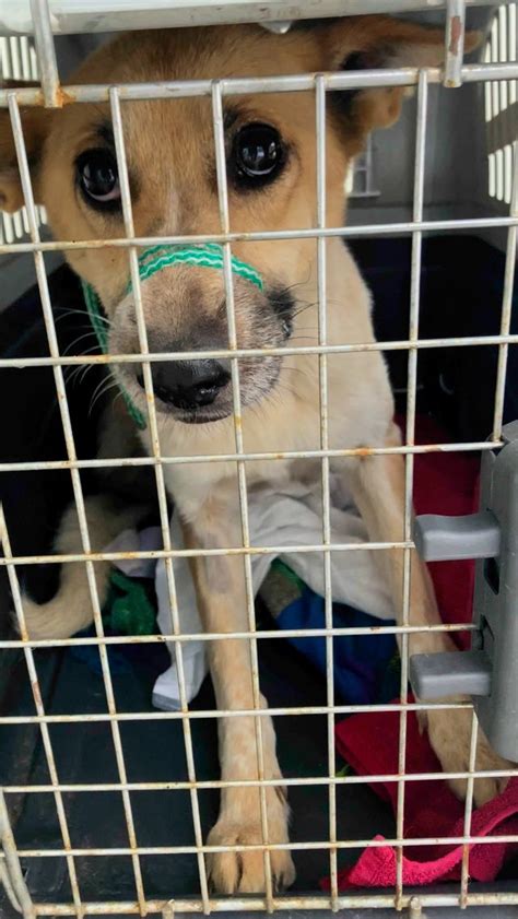 Оля обійми собаку Я допомагаю арті «Азову Навіть загрозливий грім війни яким є артилерія