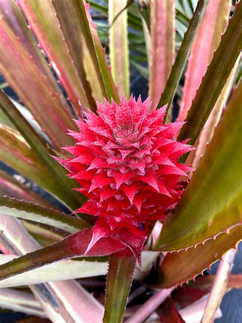 Red Pineapple Plant Miami Fruit