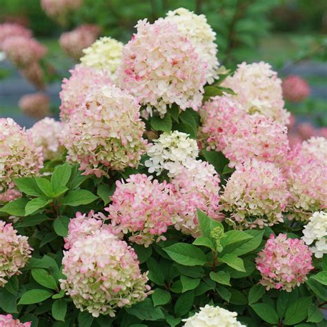 Hydrangea Paniculata ‘smnhpk Fire Light Tidbit® Pp32512 Piedmont Carolina Nursery