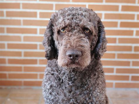 VIVO X60 Pro 5G Camera Test Does Its 48 MP Sensor Meet ITIGIC