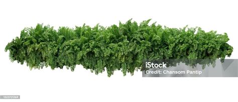 열대 단풍 식물 부시 계단식 매달려 피쉬 테일 고사리 또는 포크 거대한 칼 고사리 클리핑 경로와 흰색에 고립 된 그늘 정원 조경 관목 식물 앞마당 또는 뒷마당에 대한 스톡