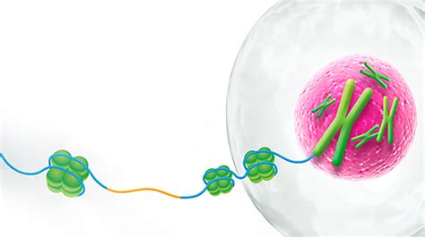 single cell atac seq bio rad