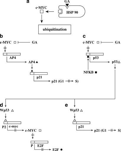 A Model For The Regulation Of C Myc And P53 Expression And The Effect Download Scientific