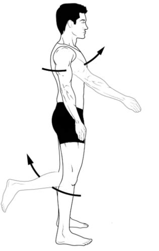 Muscle Action Flashcards Quizlet