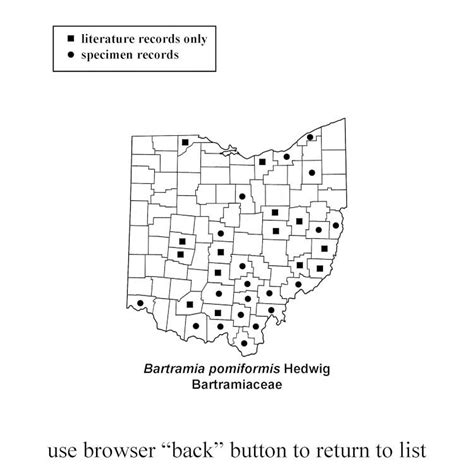 Barbula Unguiculata Ohio Moss And Lichen Association