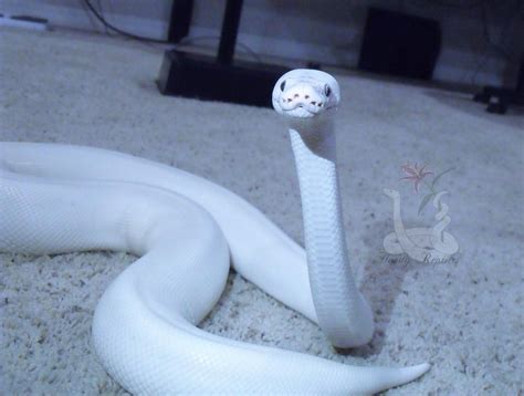 Kaa The Ball Python On Tumblr