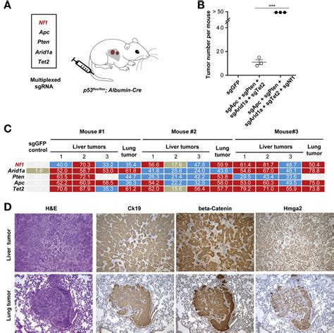 Multiplexed Crispr Accelerates Tumor Formation A Sgrna Mixture Was Download Scientific