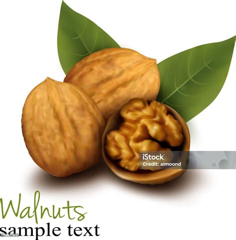 Walnuts Stock Illustration Download Image Now Clip Art Color Image