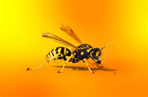 Vulnerabilidad Crítica En La Biblioteca Apache Log4j