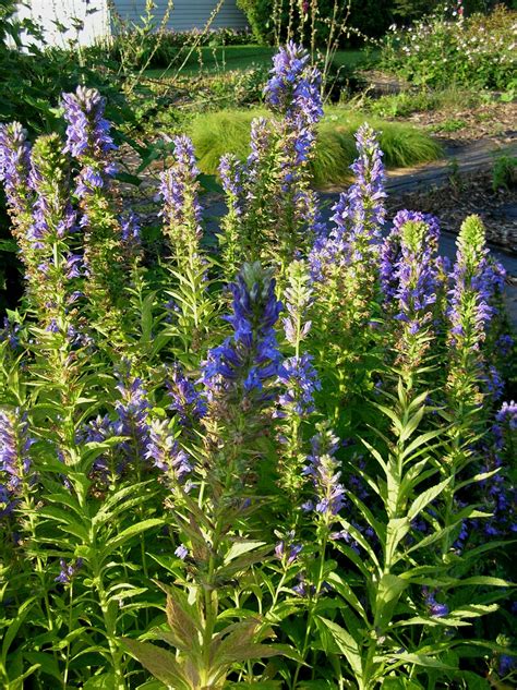 Lobelia Sifilitica