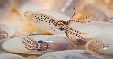 Octopus Ey