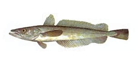 Merluccius Capensis Alchetron The Free Social Encyclopedia