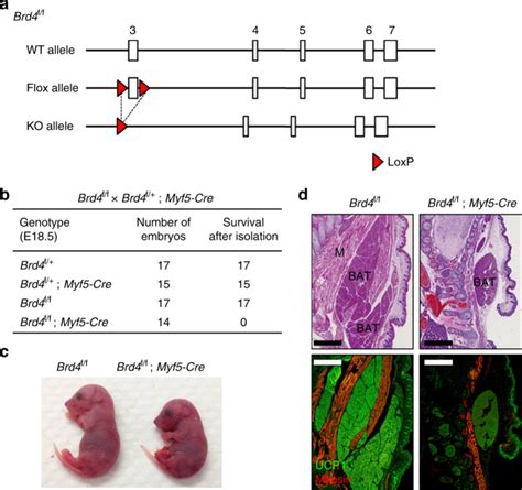 brd4 binds to active enhancers to control cell identity gene induction