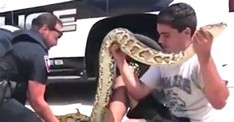 Giant Python Kills And Devours Missing Mother Of Four