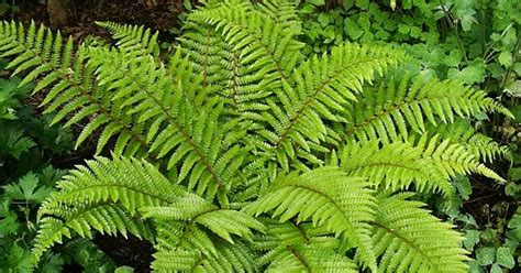 Biology Is Life Pteridophytes