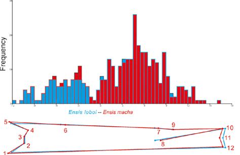 Discriminant Analysis On Inner Shell Shape Of The Ensis Southernmost Download Scientific