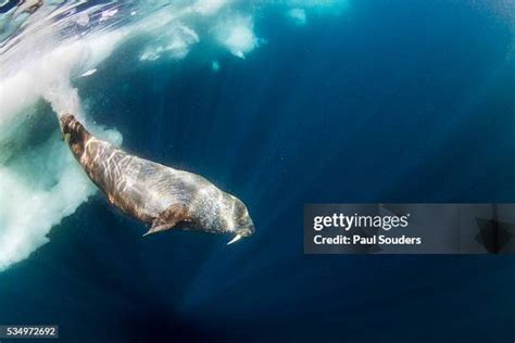 Walrus Underwater Photos And Premium High Res Pictures Getty Images