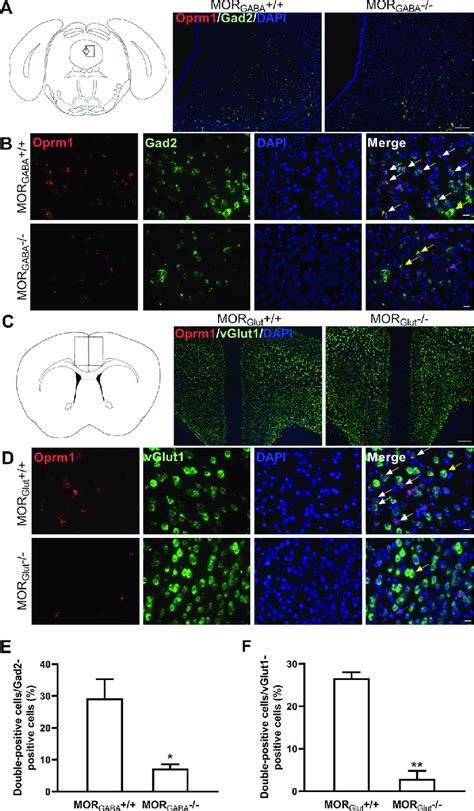 Generation Of Conditional Knock Out Mice Specifically Lacking Mors On