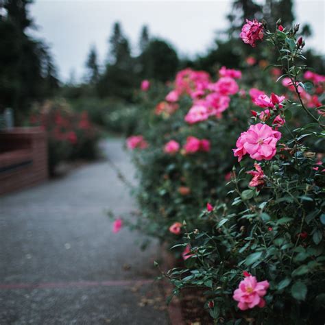 News Transforming Spaces With Bare Root Trees And Roses