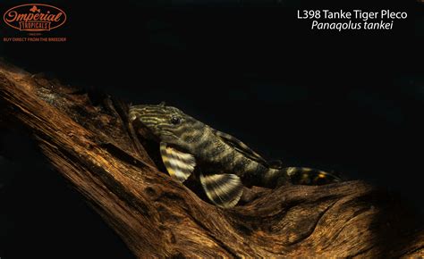 L398 Pleco Panaqolus Tankei Shop Imperial Tropicals