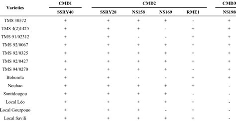 Molecular Screening For Cmd Resistance Genes Download Scientific Diagram