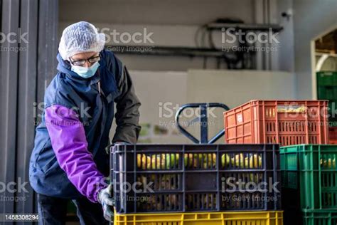 유기농 식품 생산 공장에서 케이프 구스베리 상자를 정리하는 노동자의 초상화 농업에 대한 스톡 사진 및 기타 이미지 농업 음식 패션프룻 Istock