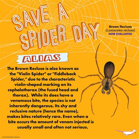 happy save a spider day peppermint narwhal creative facebook