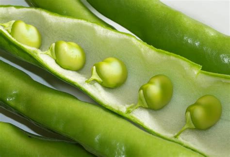 Mark S Veg Plot Broad Beans