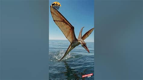 Pterodaustro The Ancient Pterosaur With A Unique Diet Youtube