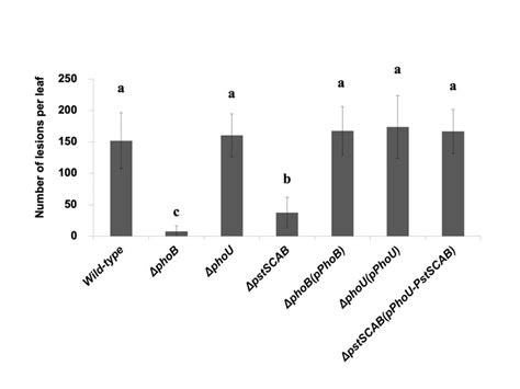 Virulence Of Xanthomonas Citri Pv Glycines 12 2 Wild Type Strain And