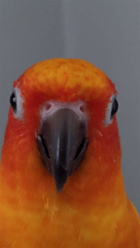 Goofy Lookin Bird R Conures