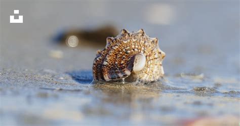 물 위의 껍질 사진 Unsplash의 무료 회색 이미지