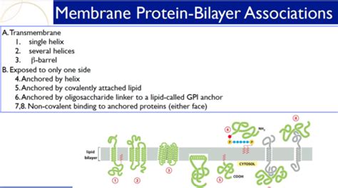 Lipid Linked Proteins