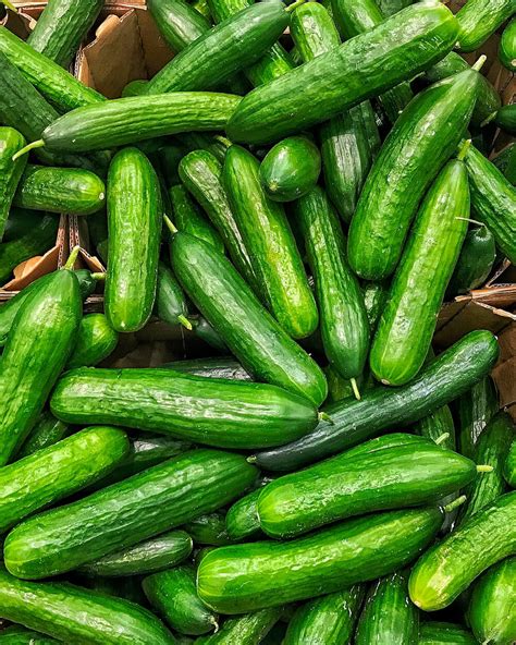 Cucumber Buy Fresh Vegetables Katikati Mamaku Mist