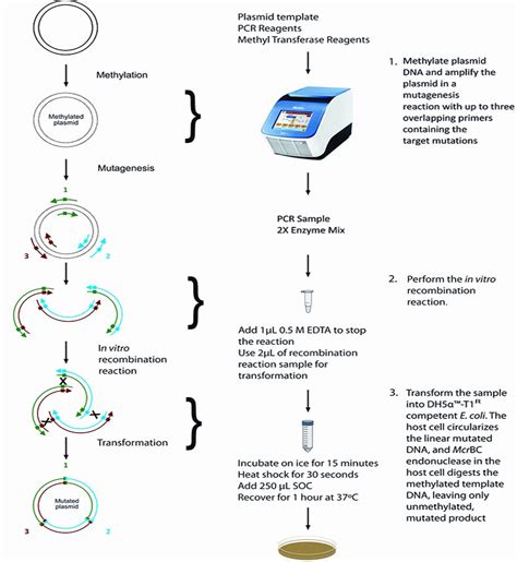 Geneart Site Directed Mutagenesis Primer Design Design Talk