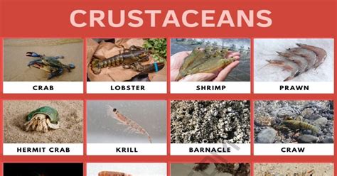 Crustaceans List Of Crustaceans With Cool Facts And Pictures • 7esl