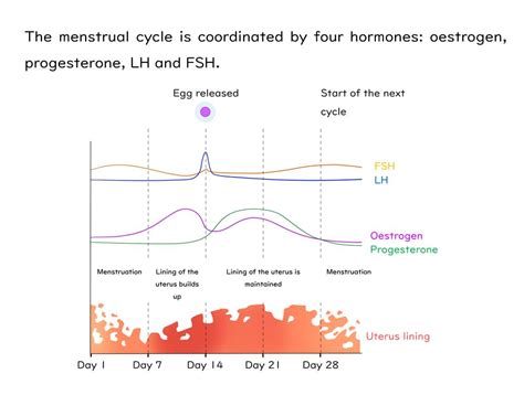 Igcse Biology The Menstrual Cycle And Its Hormones Ig Vrogue Co