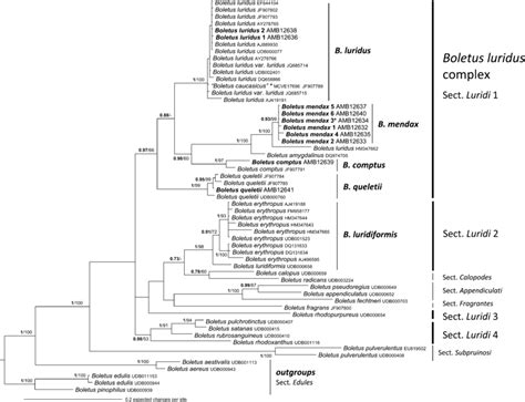 Bayesian Phylogram Obtained From The General Nrits Sequence Alignment Download Scientific