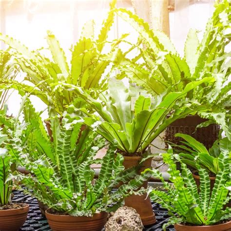 How Do Trees Turn Carbon Dioxide Into Oxygen Sciencing