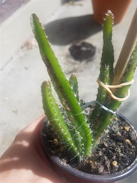 Confirm This Is Botryosphaeria Dothidea Please R Dragonfruit