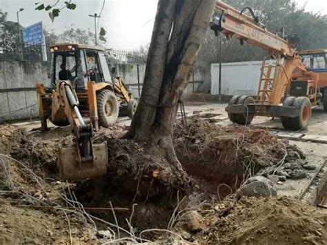 Tree Transplanting Services In Mumbai ID