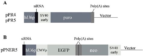 A Two Sirna Expression Vectors Ppr4 And Ppr5 Constructed By