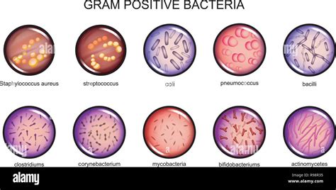 2 Comparisons Of Gram Positive And Gram Negative Bacteria